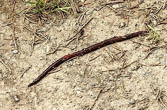 Redhead Worm Lumbricus rubellus | Segmented Worms Wiki | Fandom