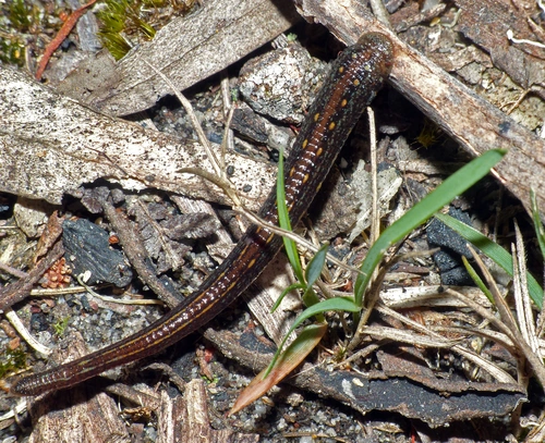 Philaemon grandis | Segmented Worms Wiki | Fandom