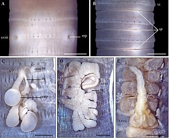 Metaphire houlleti | Segmented Worms Wiki | Fandom