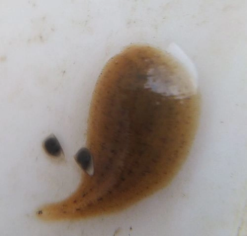 Glossiphonia concolor | Segmented Worms Wiki | Fandom