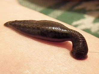 Leeches (Subclass Hirudinea) | Segmented Worms Wiki | Fandom