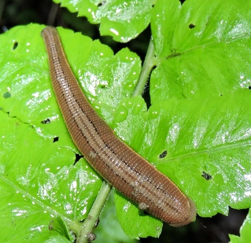 Haemadipsa sylvestris | Segmented Worms Wiki | Fandom