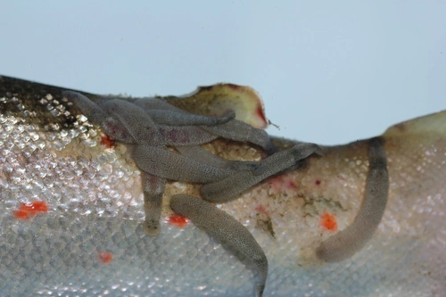 Cystobranchus respirans | Segmented Worms Wiki | Fandom