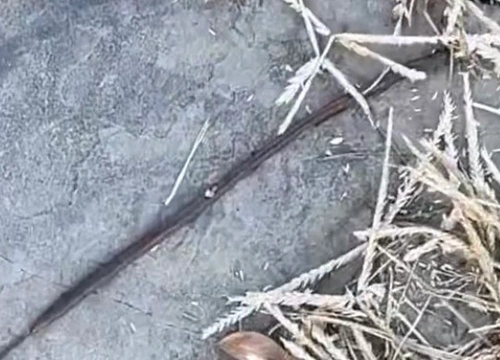 Diplocardia riparia | Segmented Worms Wiki | Fandom