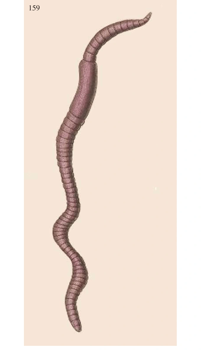 Megascolides orthostichon | Segmented Worms Wiki | Fandom