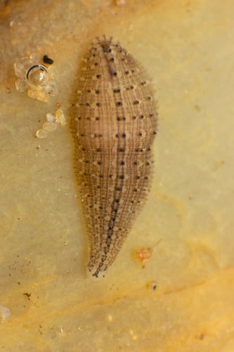 Helobdella europaea | Segmented Worms Wiki | Fandom