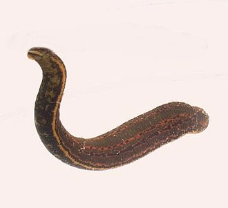 European Medicinal Leech (Hirudo medicinalis) | Segmented Worms Wiki ...