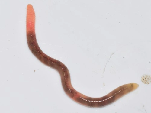 Microscolex dubius | Segmented Worms Wiki | Fandom