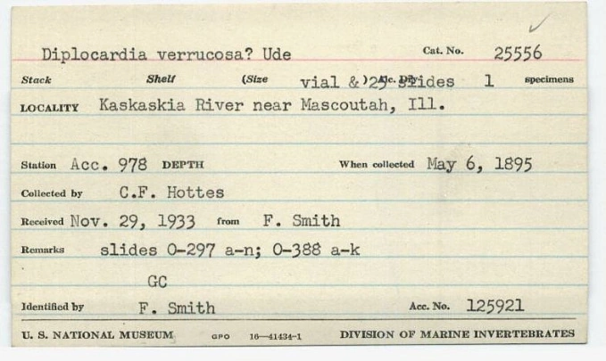 Diplocardia verrucosa | Segmented Worms Wiki | Fandom