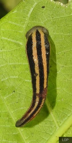 Haemadipsa ornata | Segmented Worms Wiki | Fandom