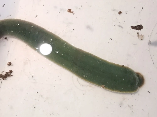 Trocheta subviridis | Segmented Worms Wiki | Fandom