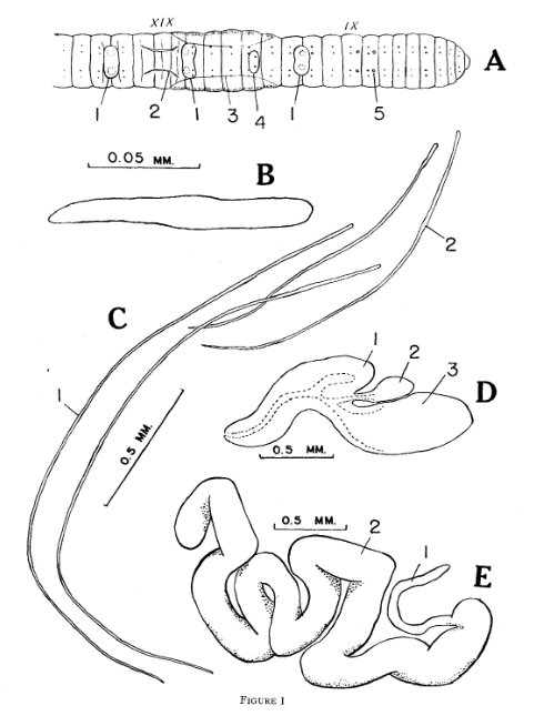 Diplocardia longiseta | Segmented Worms Wiki | Fandom