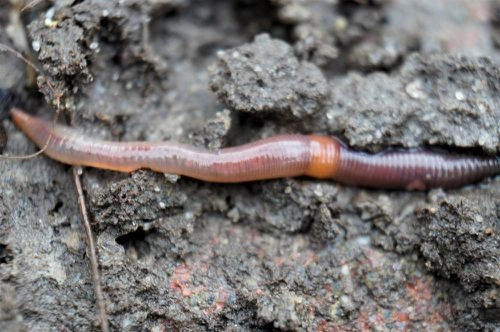 Little Tree Worm (Satchellius mammalis) | Segmented Worms Wiki | Fandom