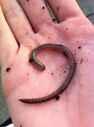 Kentucky Earthworm (Komarekiona eatoni) | Segmented Worms Wiki | Fandom