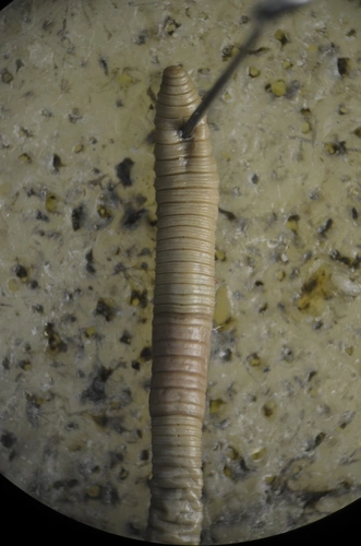 Perelia tuberosa | Segmented Worms Wiki | Fandom