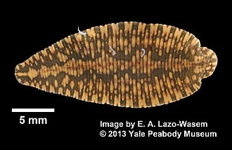 Smooth Turtle Leech (Placobdella parasitica) | Segmented Worms Wiki ...