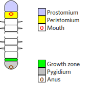 Segmented Worms (Phylum Annelida) | Segmented Worms Wiki | Fandom