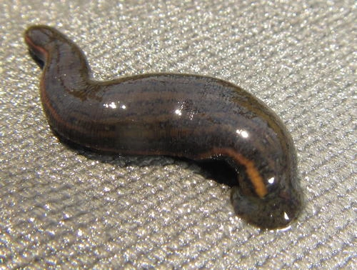 Common African Leeches (Genus Aliolimnatis) | Segmented Worms Wiki | Fandom