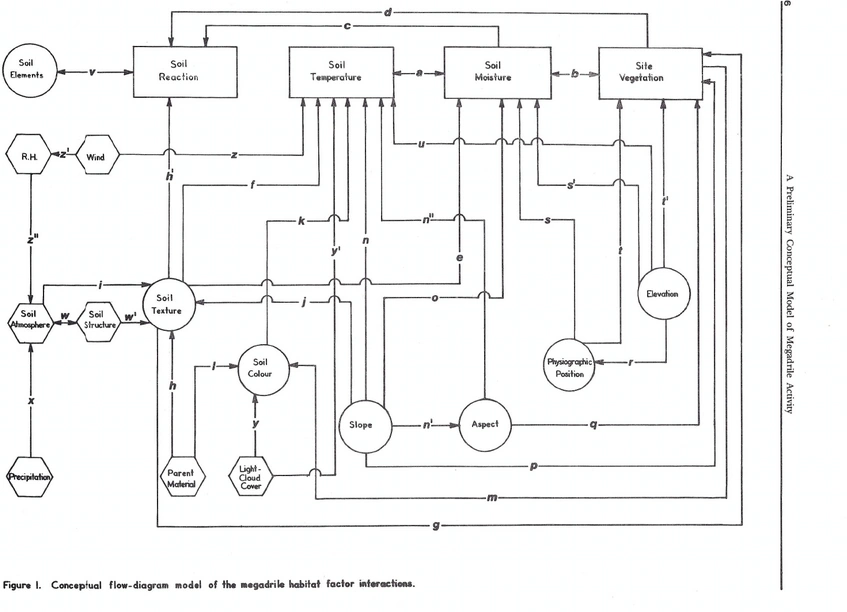 Sparganophilus pearsei | Segmented Worms Wiki | Fandom
