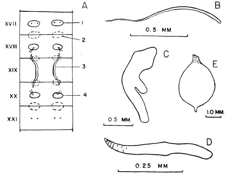 Diplocardia egglestoni | Segmented Worms Wiki | Fandom