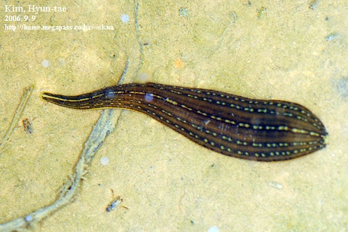 Family Haemopidae | Segmented Worms Wiki | Fandom