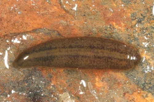 Erpobdella vilnensis | Segmented Worms Wiki | Fandom