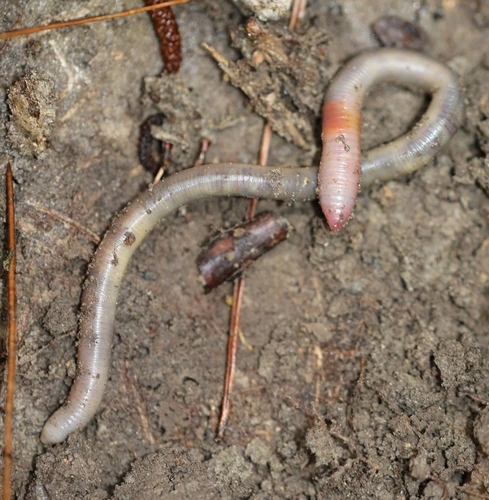 Diplocardia meansi | Segmented Worms Wiki | Fandom