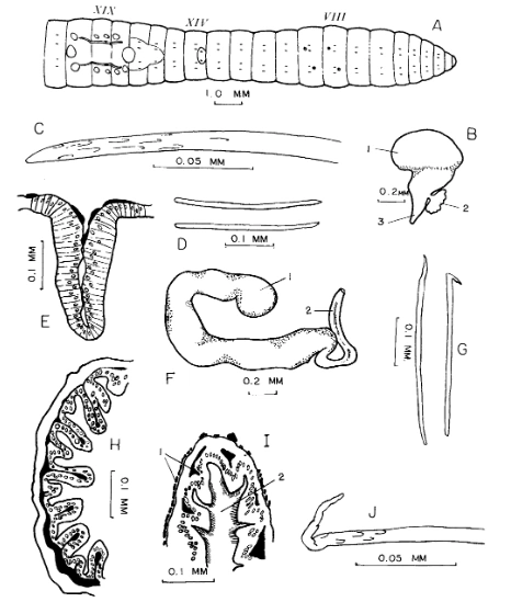 Diplocardia varivesiculata | Segmented Worms Wiki | Fandom