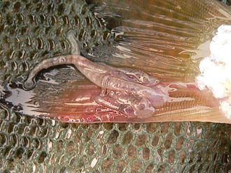 Jawless Leeches (Order Rhynchobdellida) | Segmented Worms Wiki | Fandom