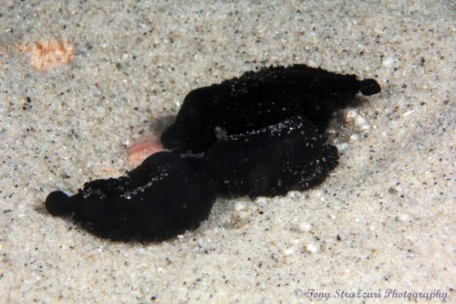 Numb Ray Leech (Branchellion borealis) | Segmented Worms Wiki | Fandom