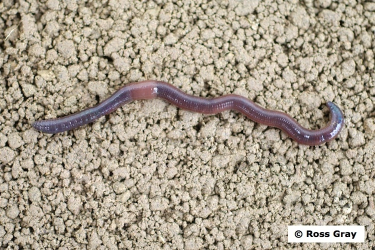 Southern Worm (Aporrectodea trapezoides) | Segmented Worms Wiki | Fandom