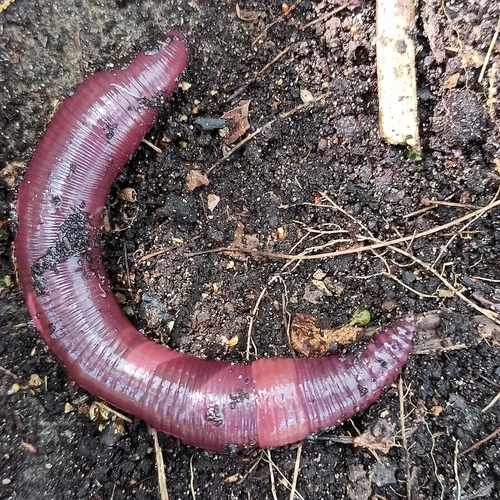 Didymogaster sylvaticus | Segmented Worms Wiki | Fandom