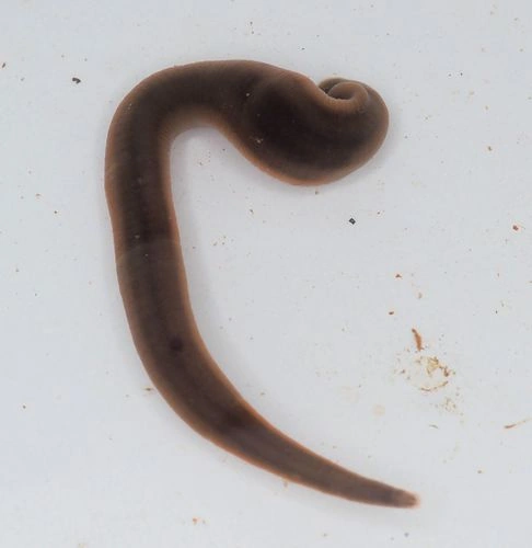 Dina lineata | Segmented Worms Wiki | Fandom