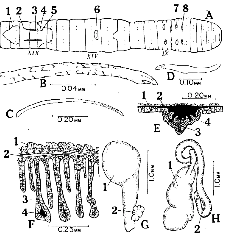 Diplocardia bivesiculata | Segmented Worms Wiki | Fandom