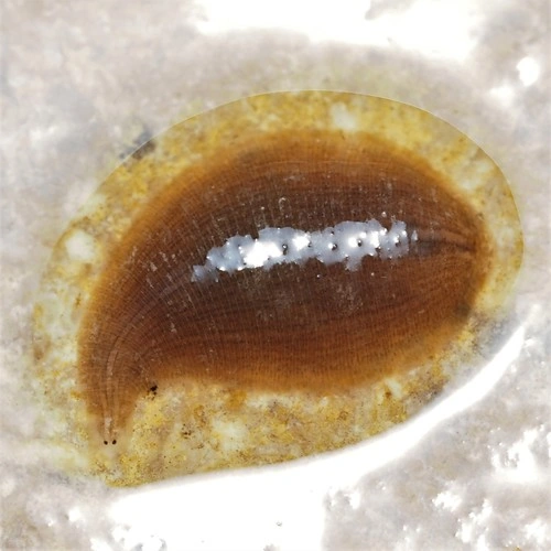 Helobdella robusta | Segmented Worms Wiki | Fandom