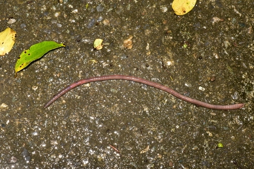 Amynthas aspergillum | Segmented Worms Wiki | Fandom