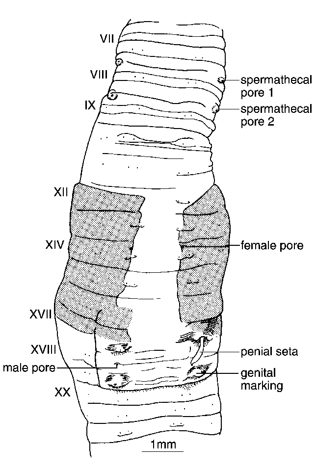 Diplotrema daemeli | Segmented Worms Wiki | Fandom