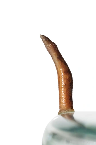 Genus Malagabdella | Segmented Worms Wiki | Fandom