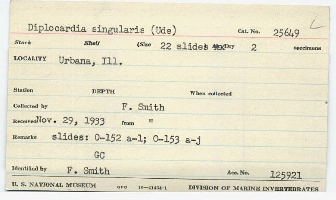 Diplocardia singularis | Segmented Worms Wiki | Fandom