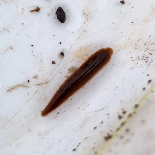 Erpobdella testacea | Segmented Worms Wiki | Fandom