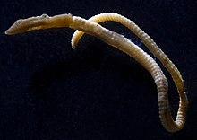Lake Pedder Earthworm (Hypolimnus pedderensis) (extinct) | Segmented ...