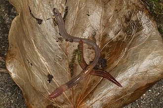 Gilt-Tail (Dendrodrilus rubidus) | Segmented Worms Wiki | Fandom