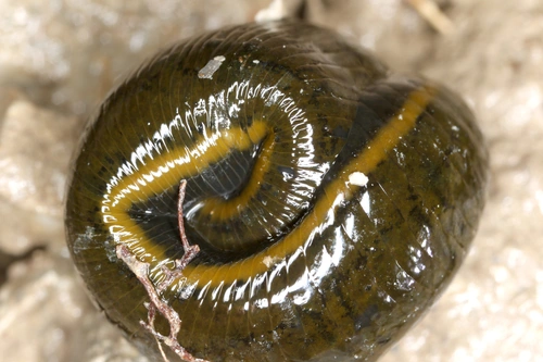 Haemopis elegans | Segmented Worms Wiki | Fandom