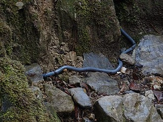 Kinabalu Giant Earthworm (Pheretima darnleiensis) | Segmented Worms ...
