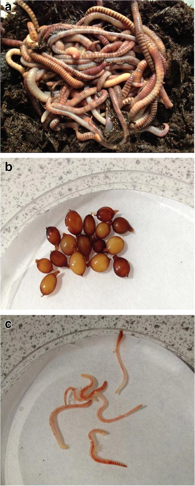 Eisenia lucens | Segmented Worms Wiki | Fandom