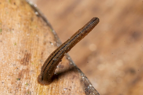 Haemadipsa interrupta | Segmented Worms Wiki | Fandom