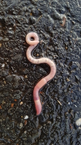 Aporrectodea icterica | Segmented Worms Wiki | Fandom