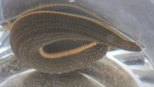 Asian Buffalo Leech (Hirudinaria manillensis) | Segmented Worms Wiki ...