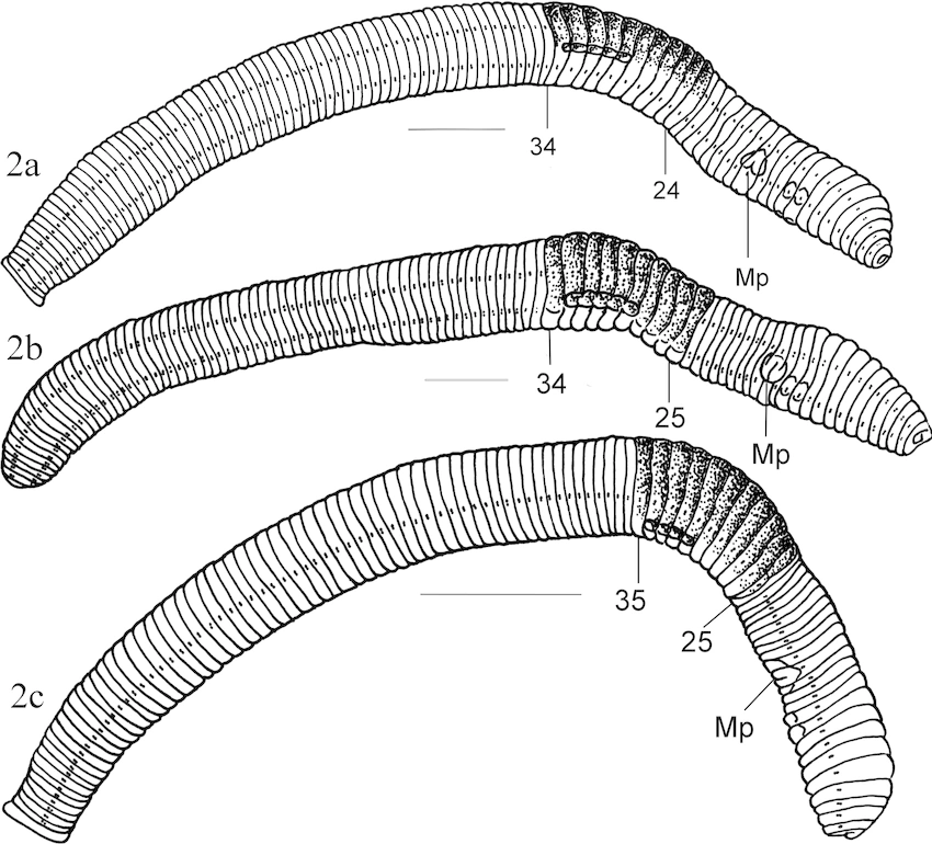 Perelia nematogena | Segmented Worms Wiki | Fandom