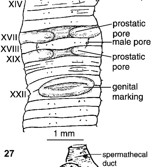 Diplotrema capricorniae | Segmented Worms Wiki | Fandom
